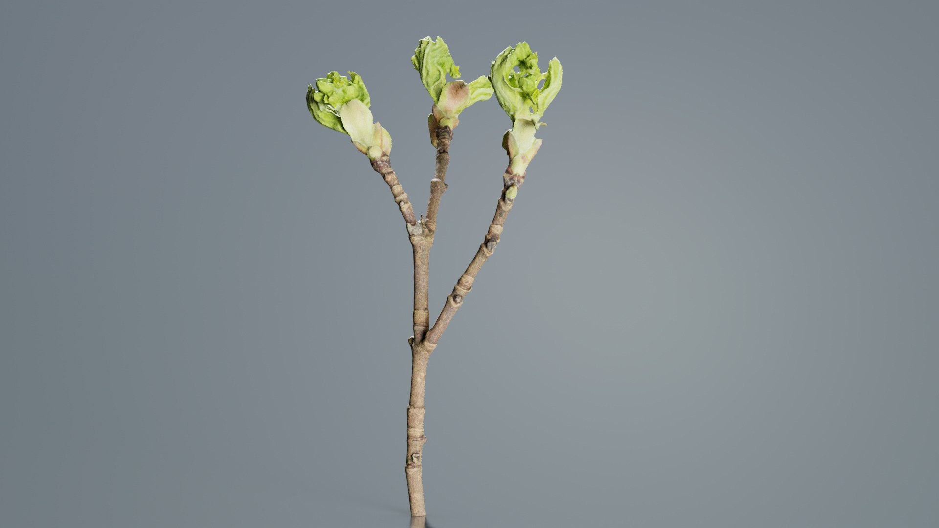 Juglans Regia Black Walnut Juglandaceae Sprout Remastered Model ...