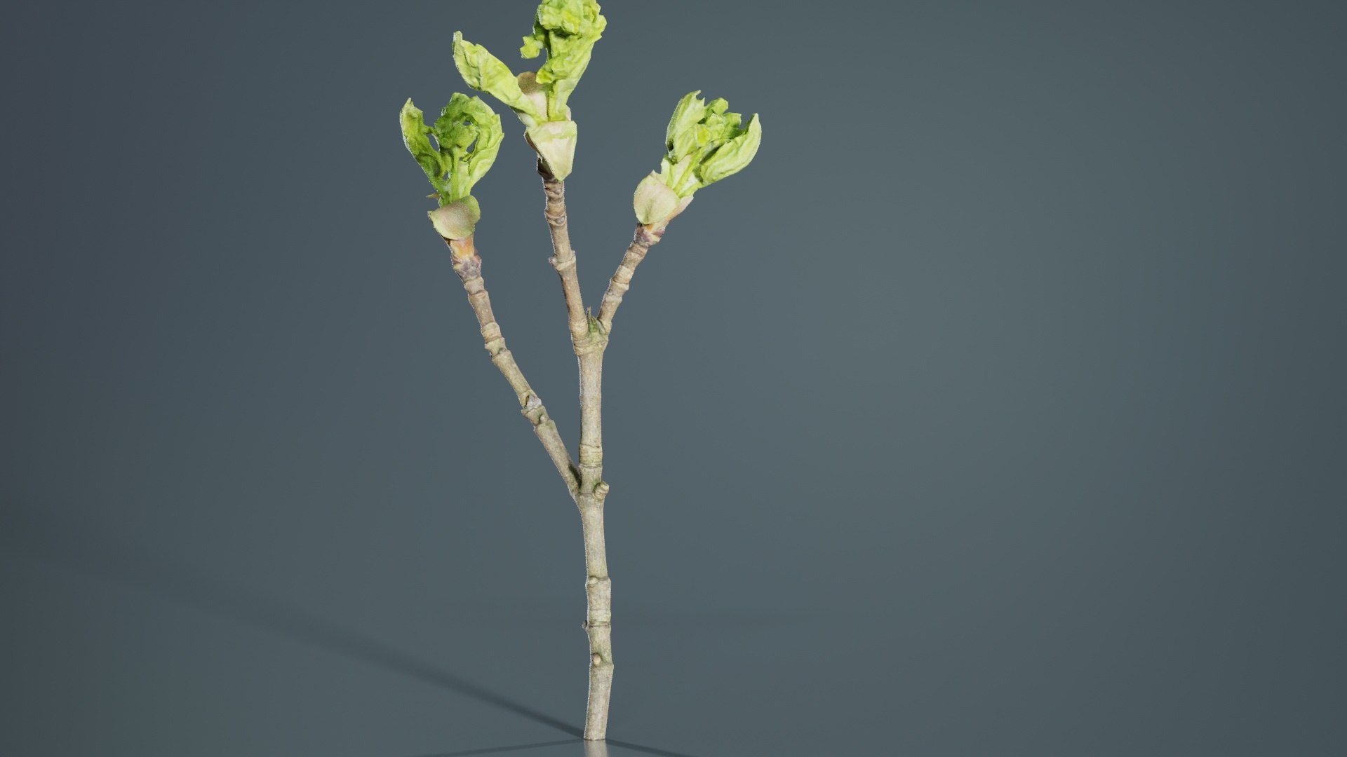 Juglans Regia Black Walnut Juglandaceae Sprout Remastered Model ...