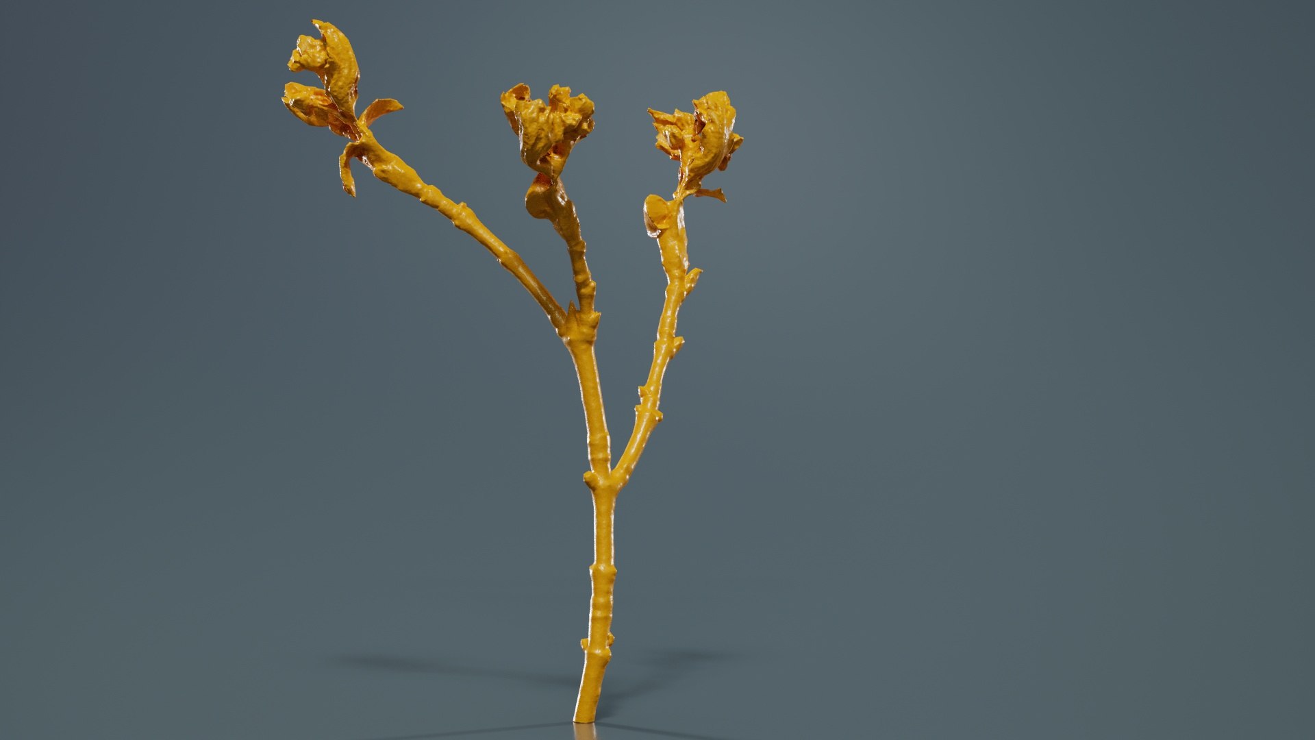 Juglans Regia Black Walnut Juglandaceae Sprout Remastered Model ...