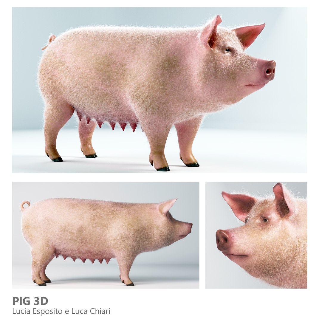 Pig Arnold Xgen 3D Model - TurboSquid 1310146