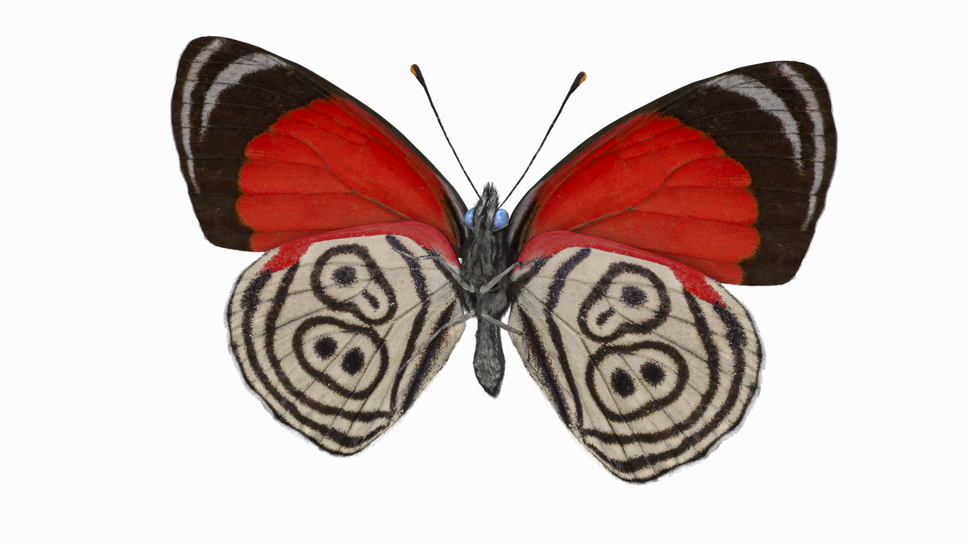 3D model Diaethria Clymena Butterfly Fur - TurboSquid 1767562