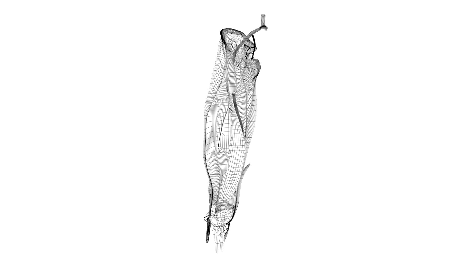 3D Arterial System XLIX Lower Limb IV Thigh I - TurboSquid 2439393
