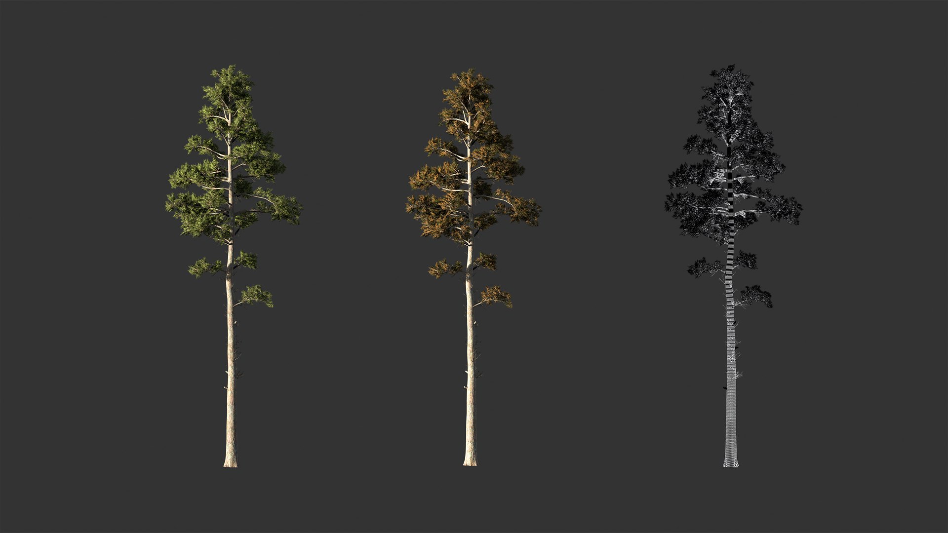Generic Trees 3D Model - TurboSquid 2157806