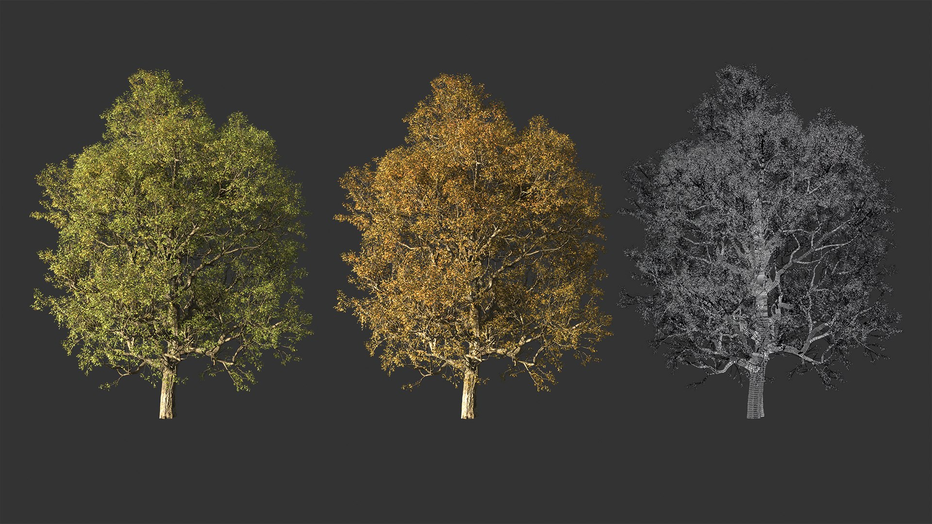 Generic Trees 3D model - TurboSquid 2157806