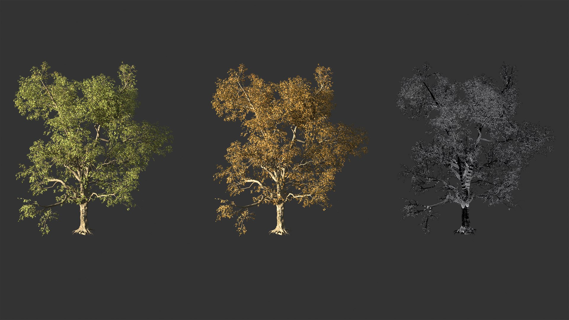 Generic Trees 3D Model - TurboSquid 2157806