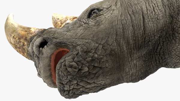 Rhino head 3D - TurboSquid 1681611