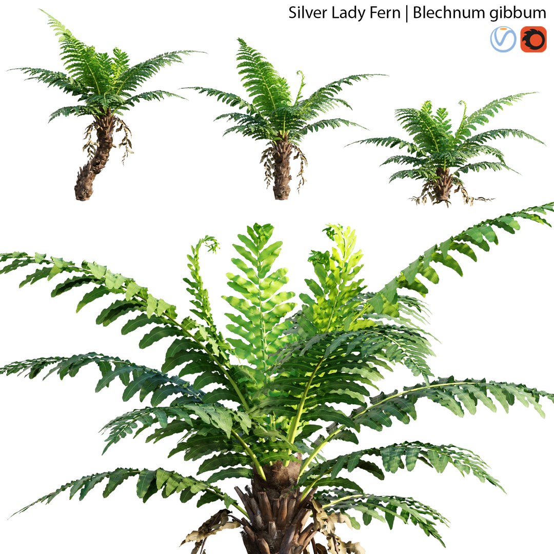 3D model Silver Lady Fern - Blechnum gibbum - 01 - TurboSquid 1782058