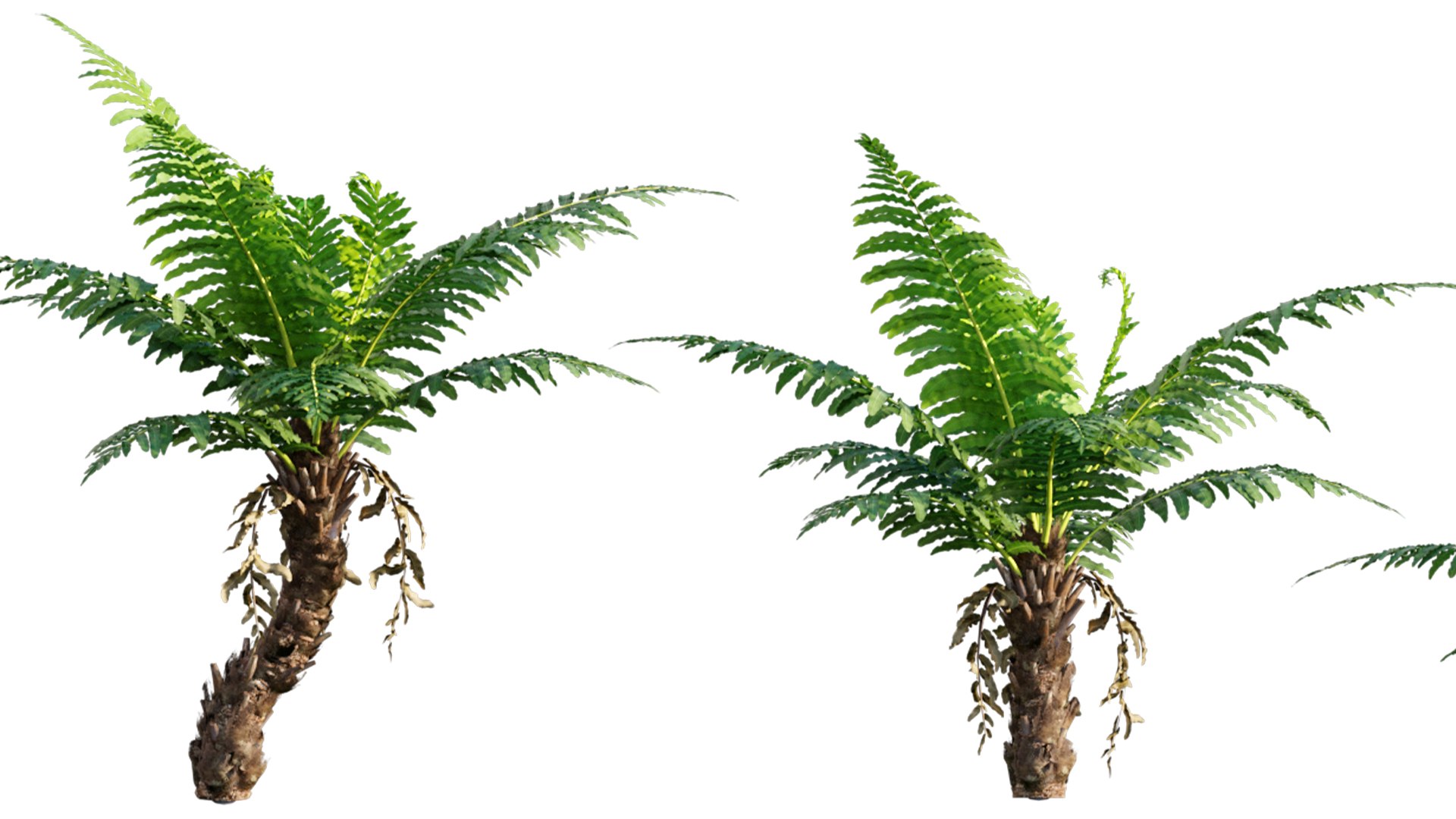 3D model Silver Lady Fern - Blechnum gibbum - 01 - TurboSquid 1782058