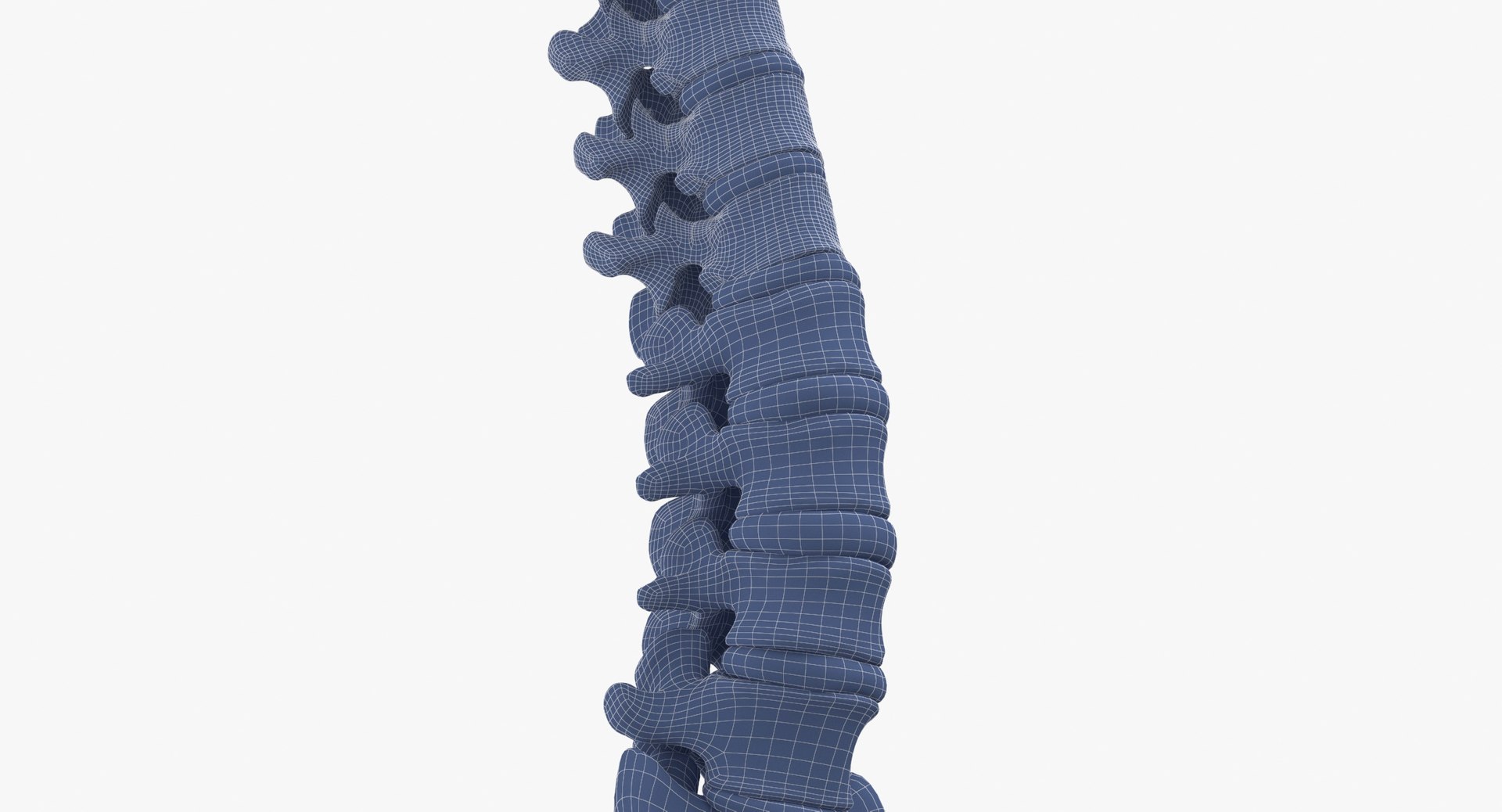 Real human spine bones anatomy model - TurboSquid 1615365