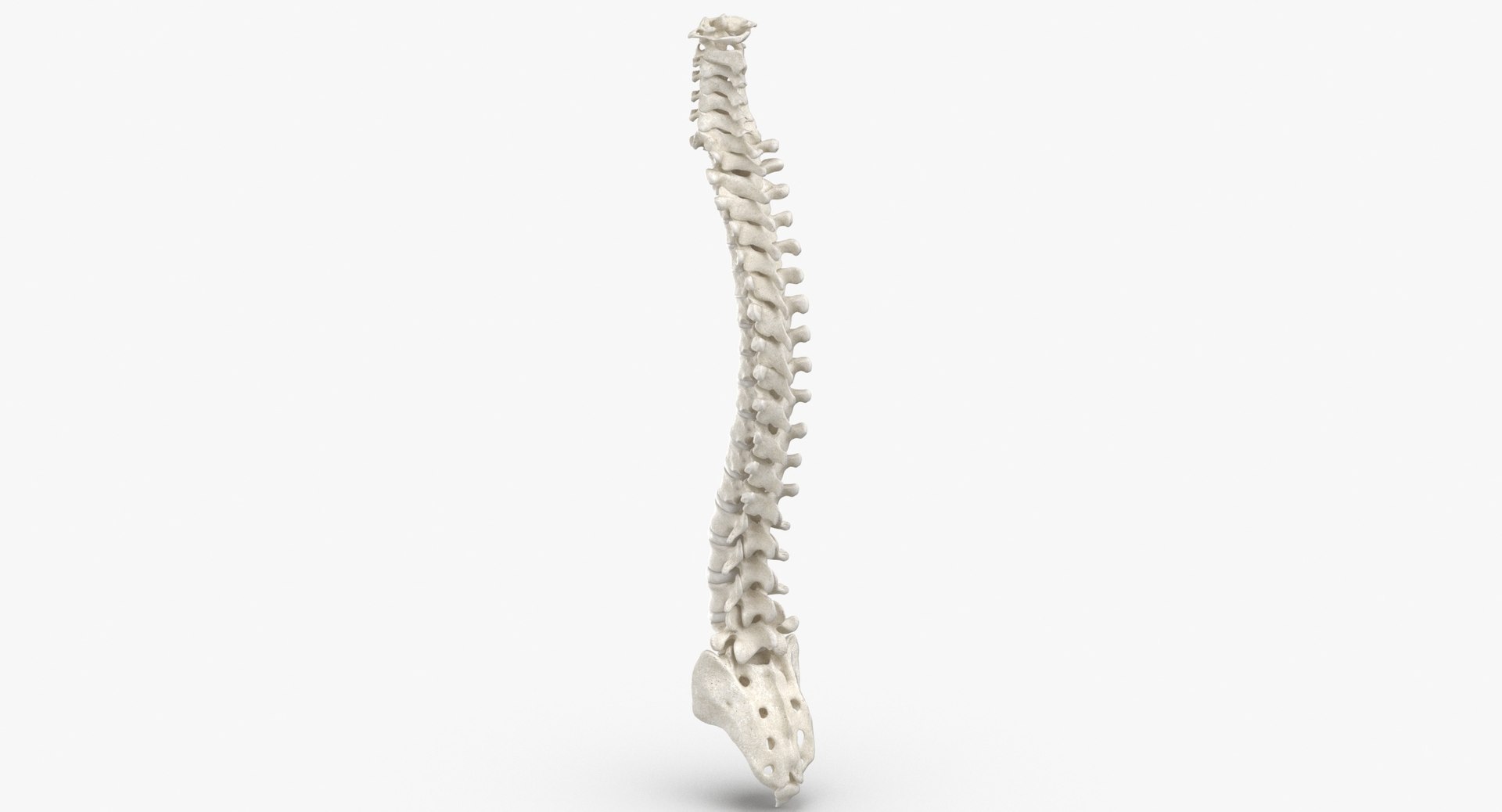 Real human spine bones anatomy model - TurboSquid 1615365
