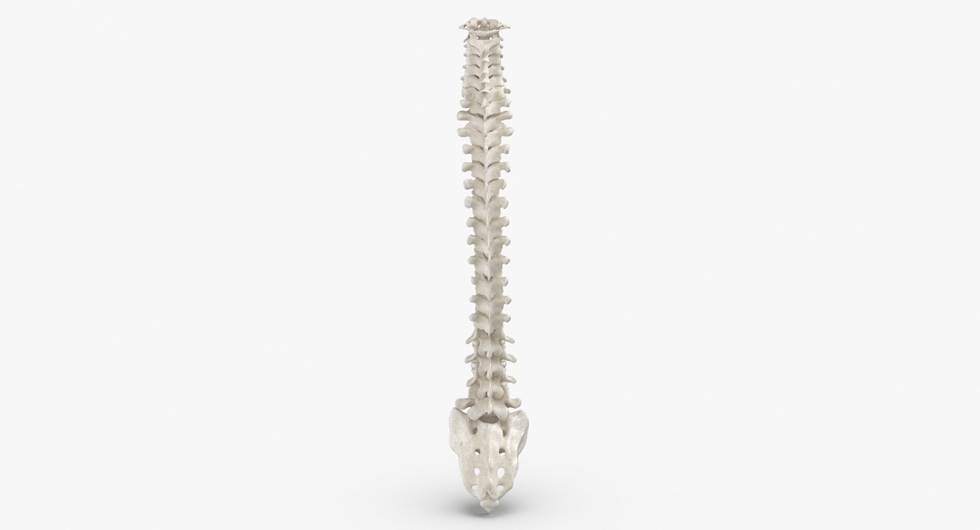 Real human spine bones anatomy model - TurboSquid 1615365