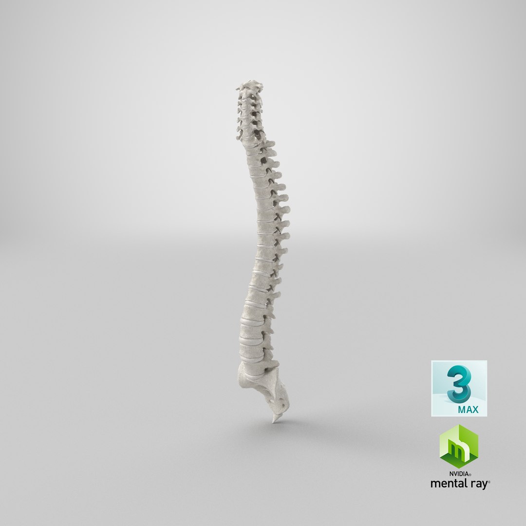 Real human spine bones anatomy model - TurboSquid 1615365