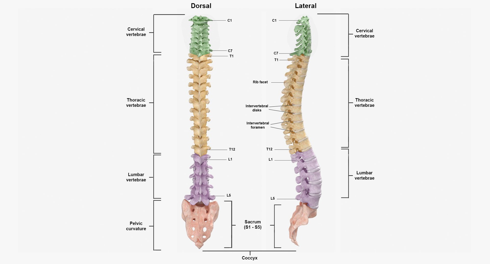 Real Human Spine Bones Anatomy Model - TurboSquid 1615365