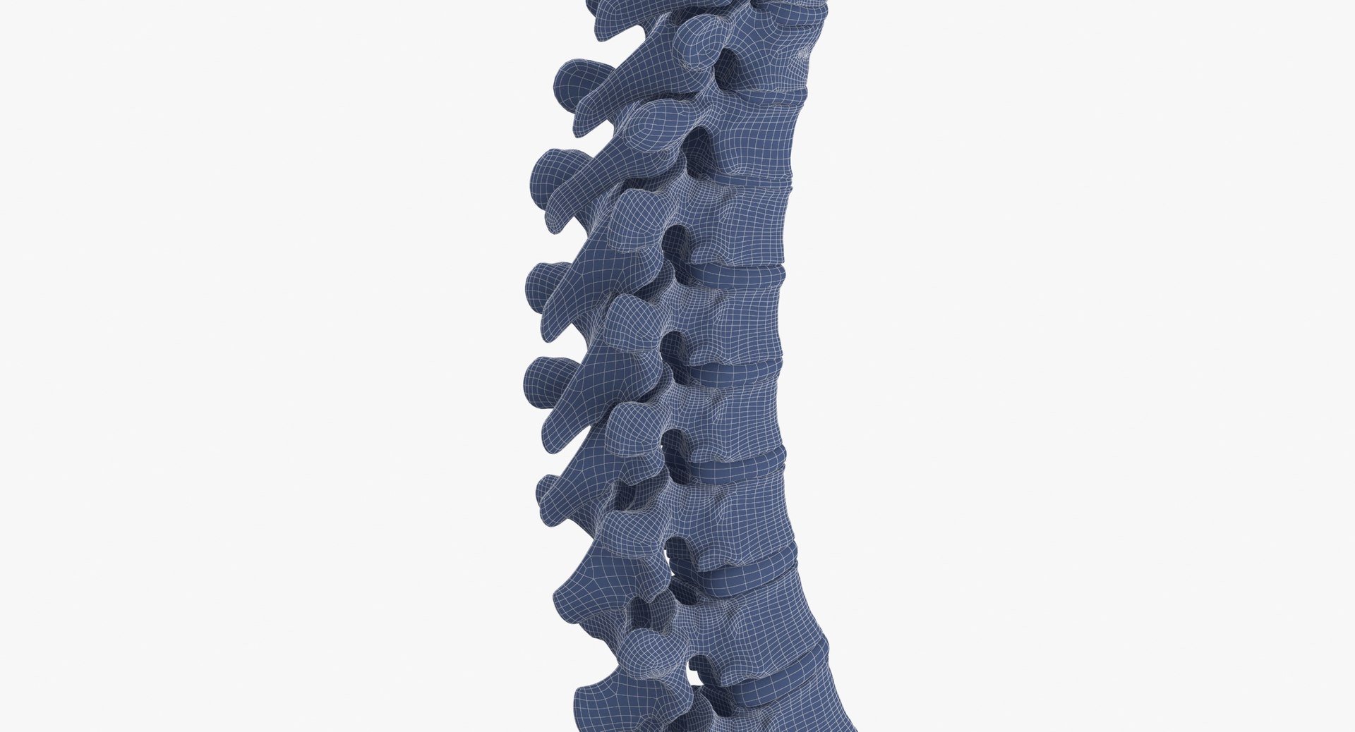 Real human spine bones anatomy model - TurboSquid 1615365