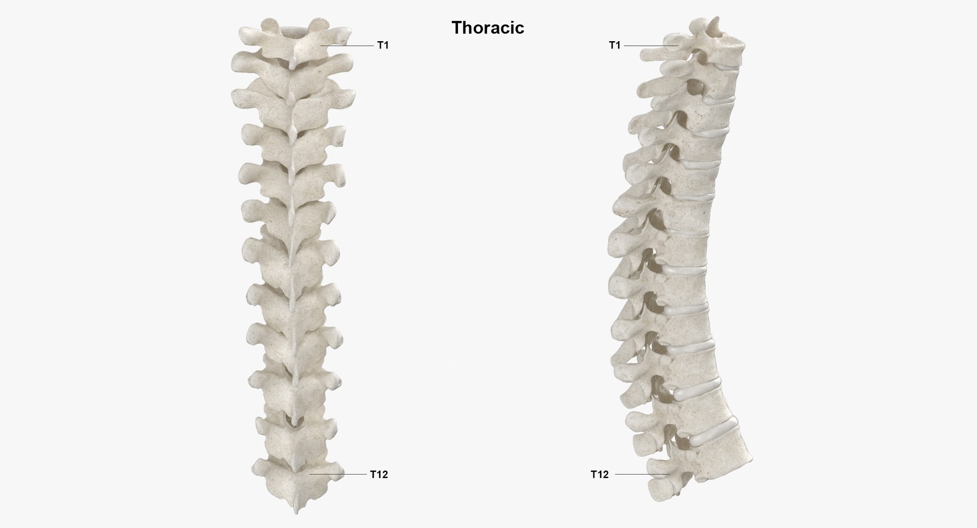Real human spine bones anatomy model - TurboSquid 1615365