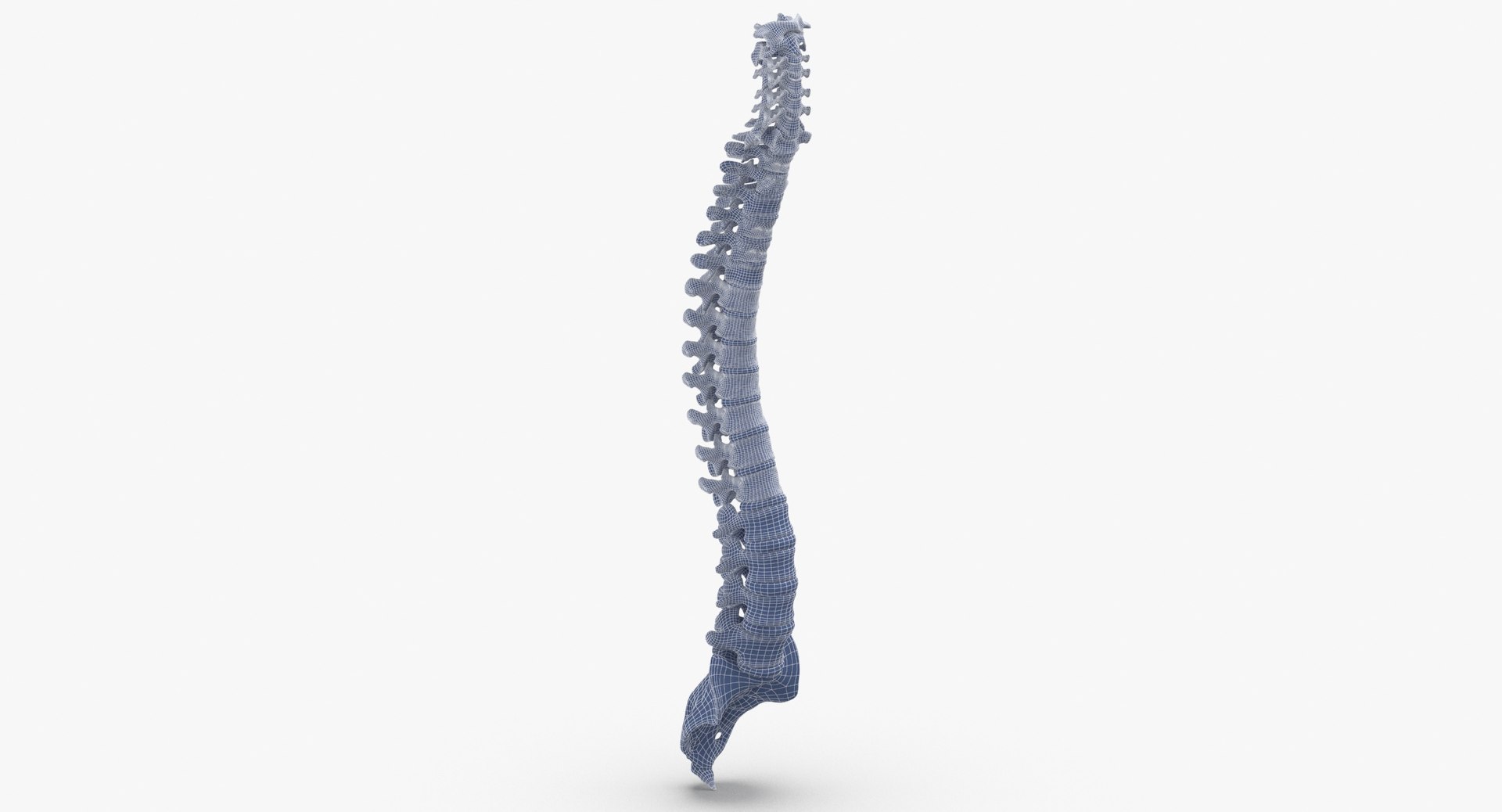 Real human spine bones anatomy model - TurboSquid 1615365