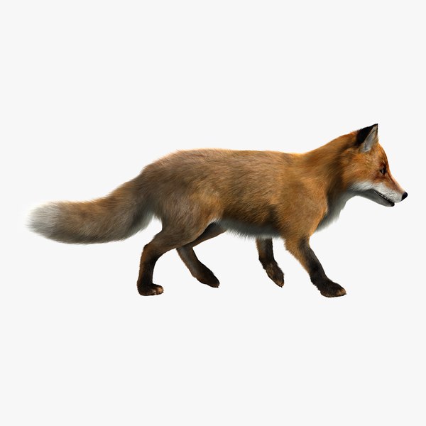 Fox 3D Models for Download | TurboSquid