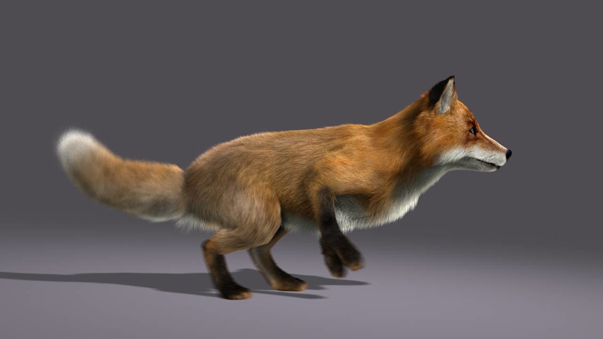 3d Model Red Fox Animation