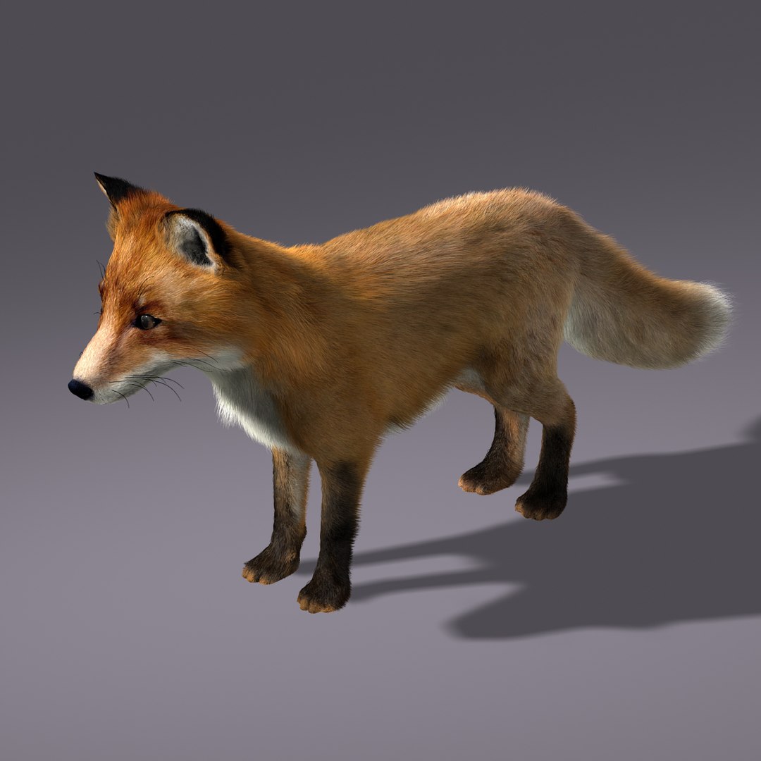 3d Model Red Fox Animation