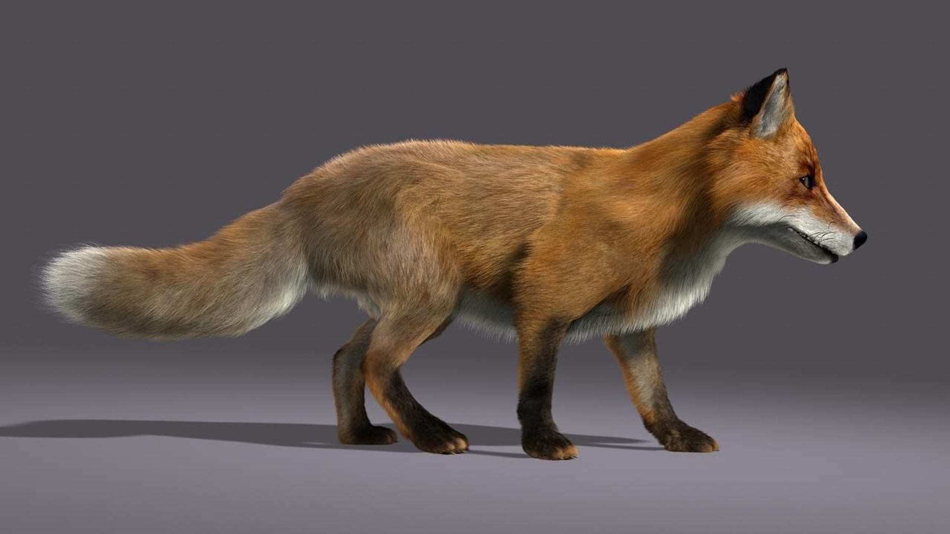 3d Model Red Fox Animation