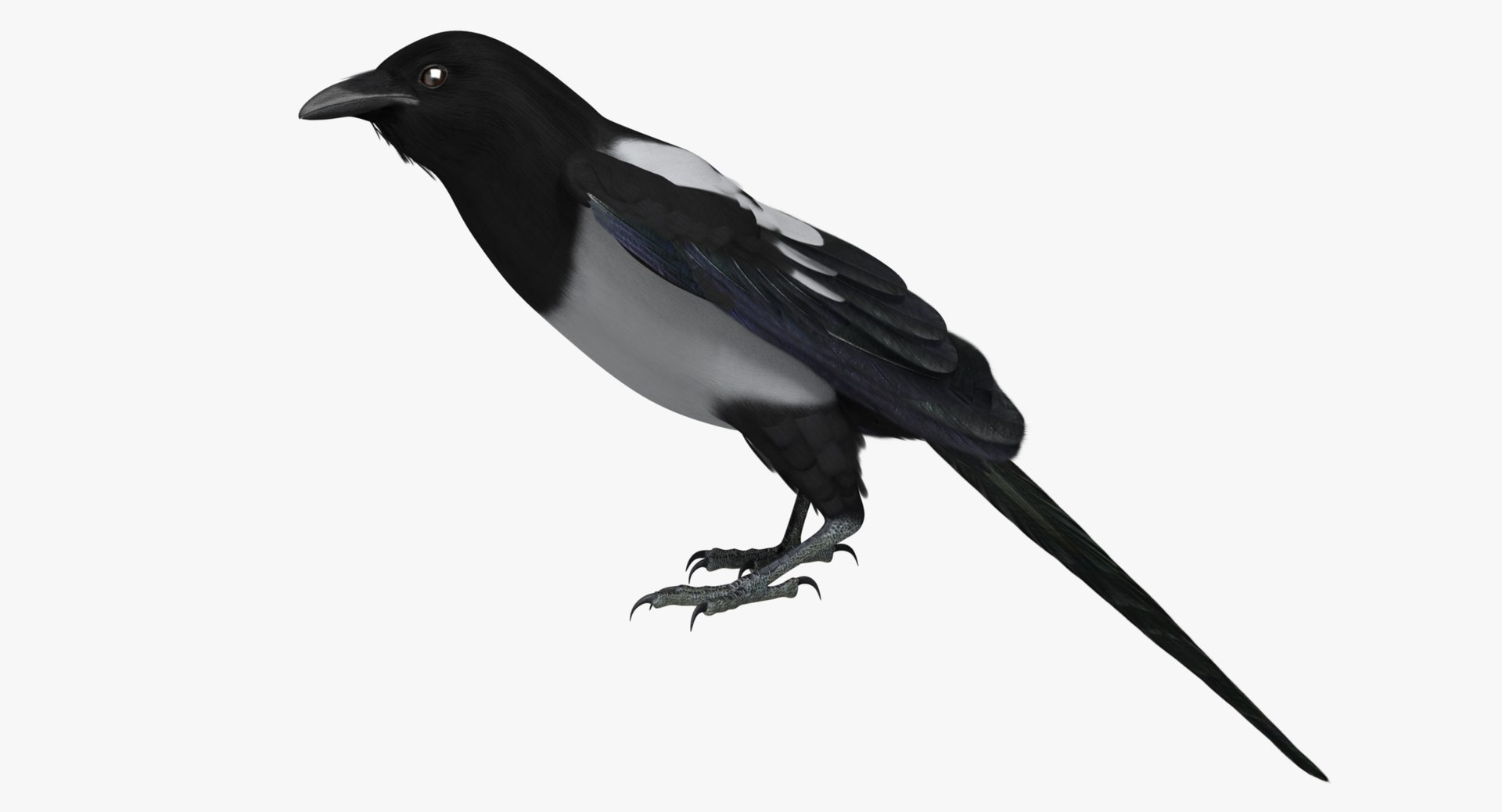 maya pica hudsonia black-billed magpie