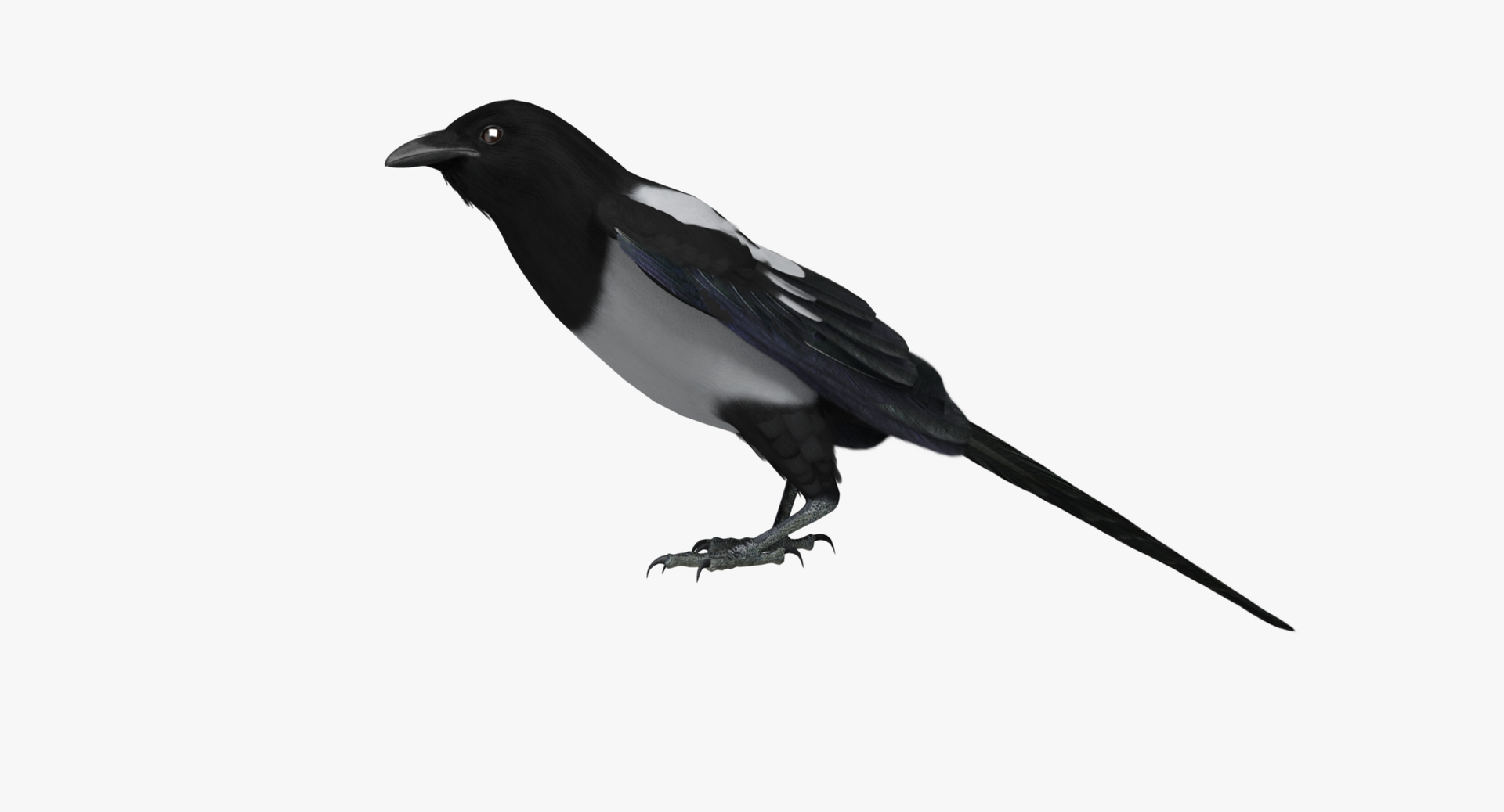 maya pica hudsonia black-billed magpie