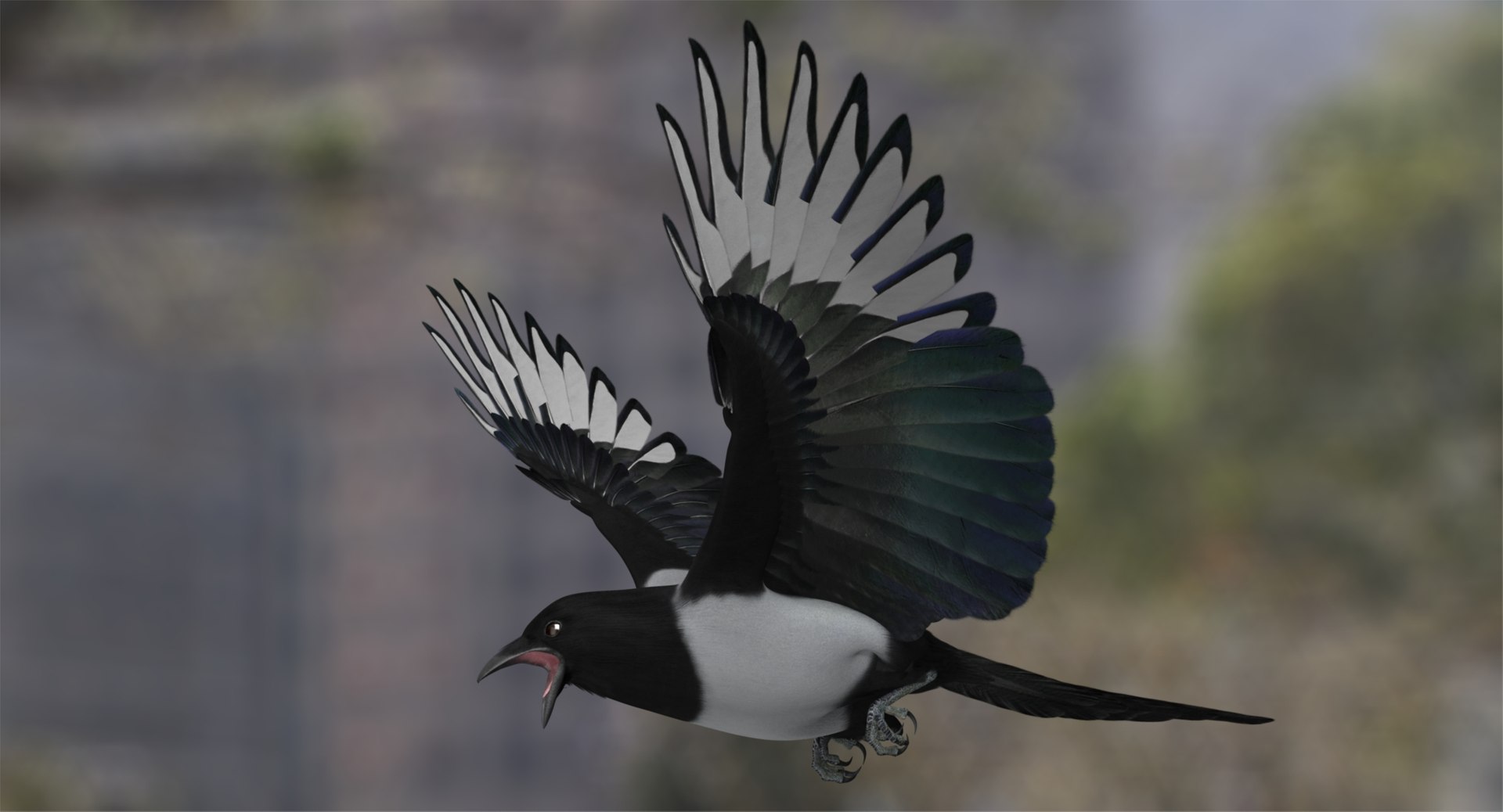 maya pica hudsonia black-billed magpie