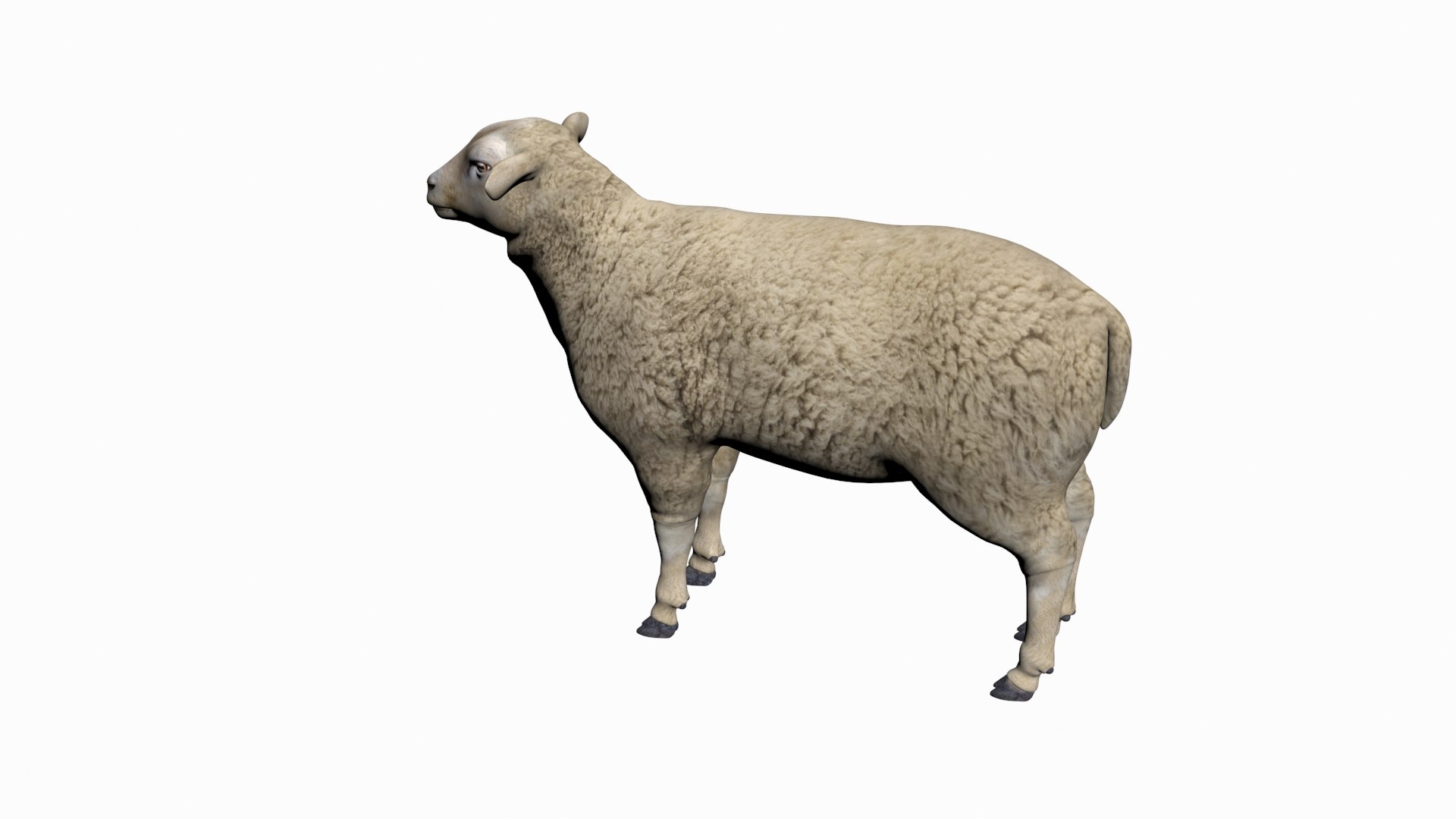 Sheep 3D Model - TurboSquid 1759197