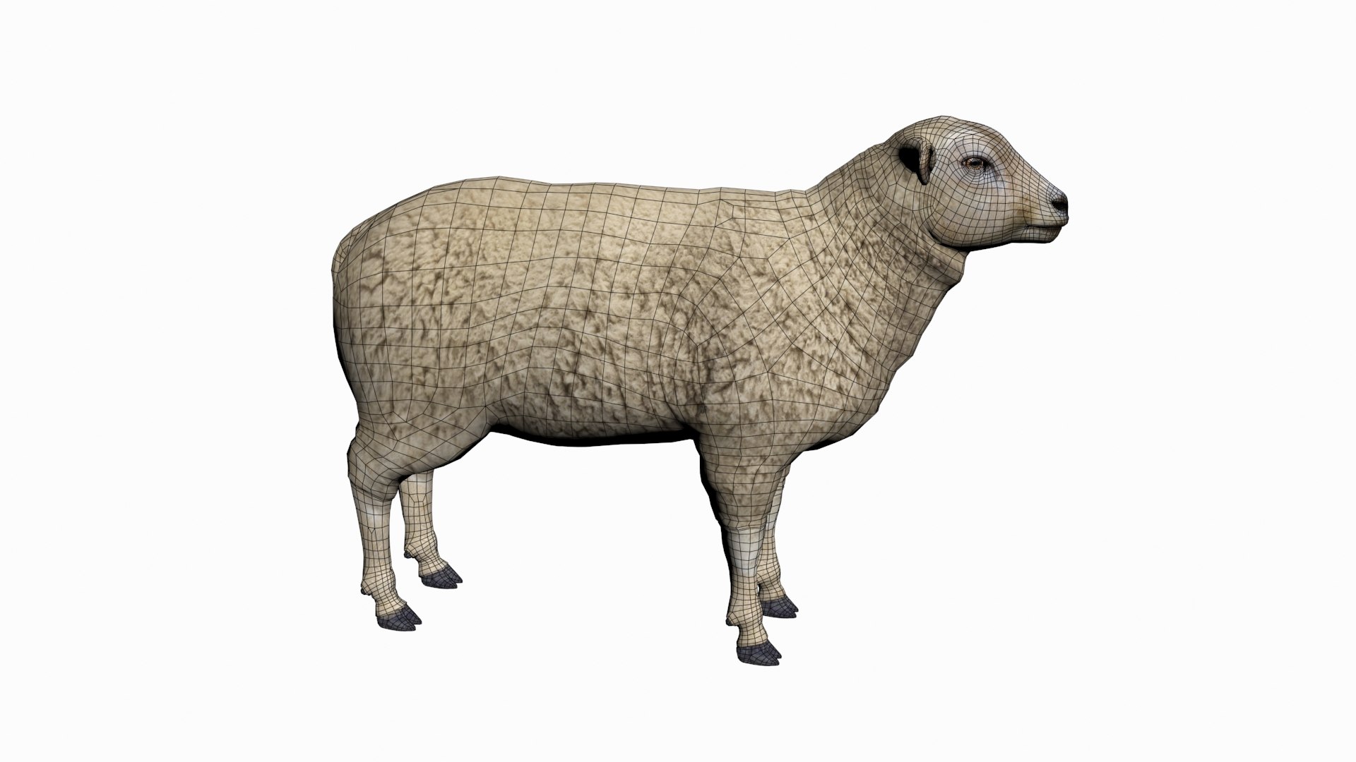 Sheep 3D Model - TurboSquid 1759197
