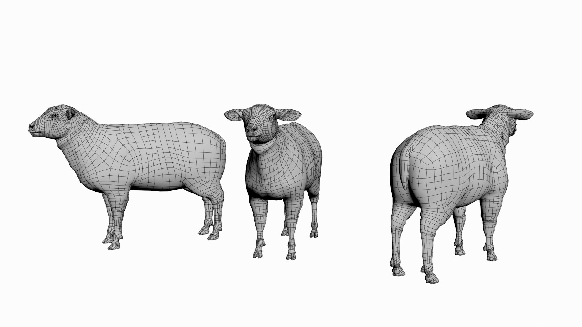 Sheep 3D Model - TurboSquid 1759197