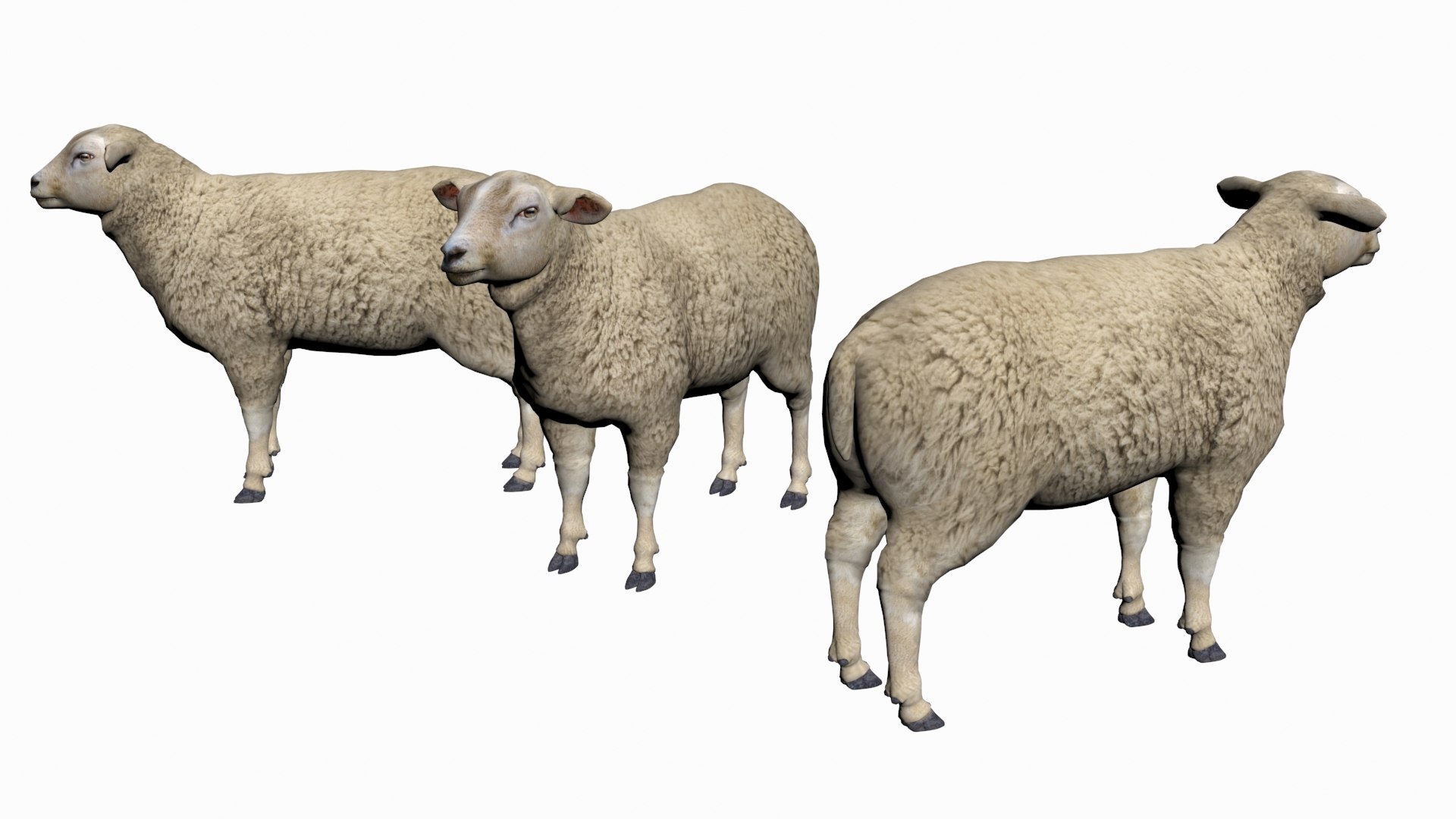 Sheep 3D Model - TurboSquid 1759197