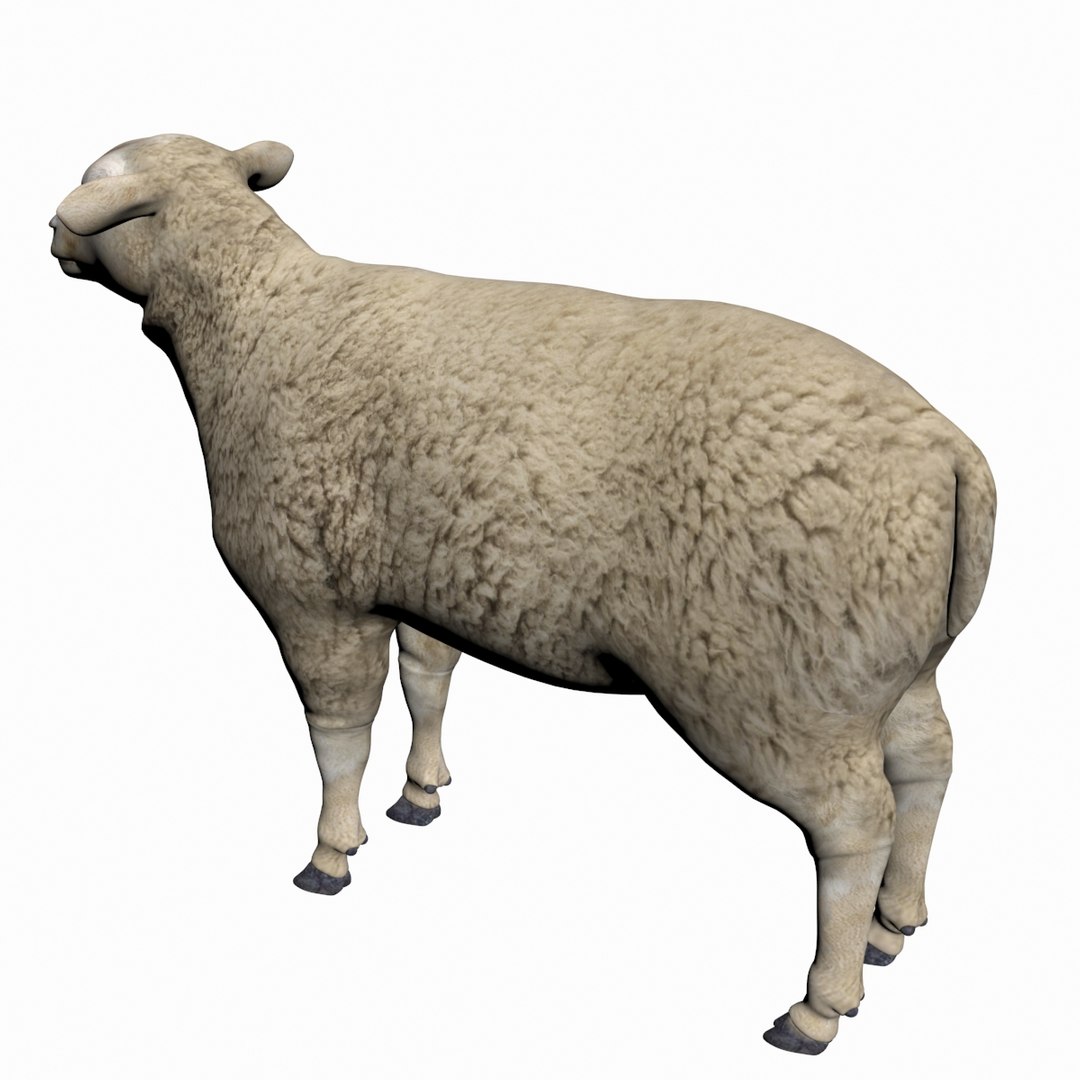 Sheep 3D Model - TurboSquid 1759197
