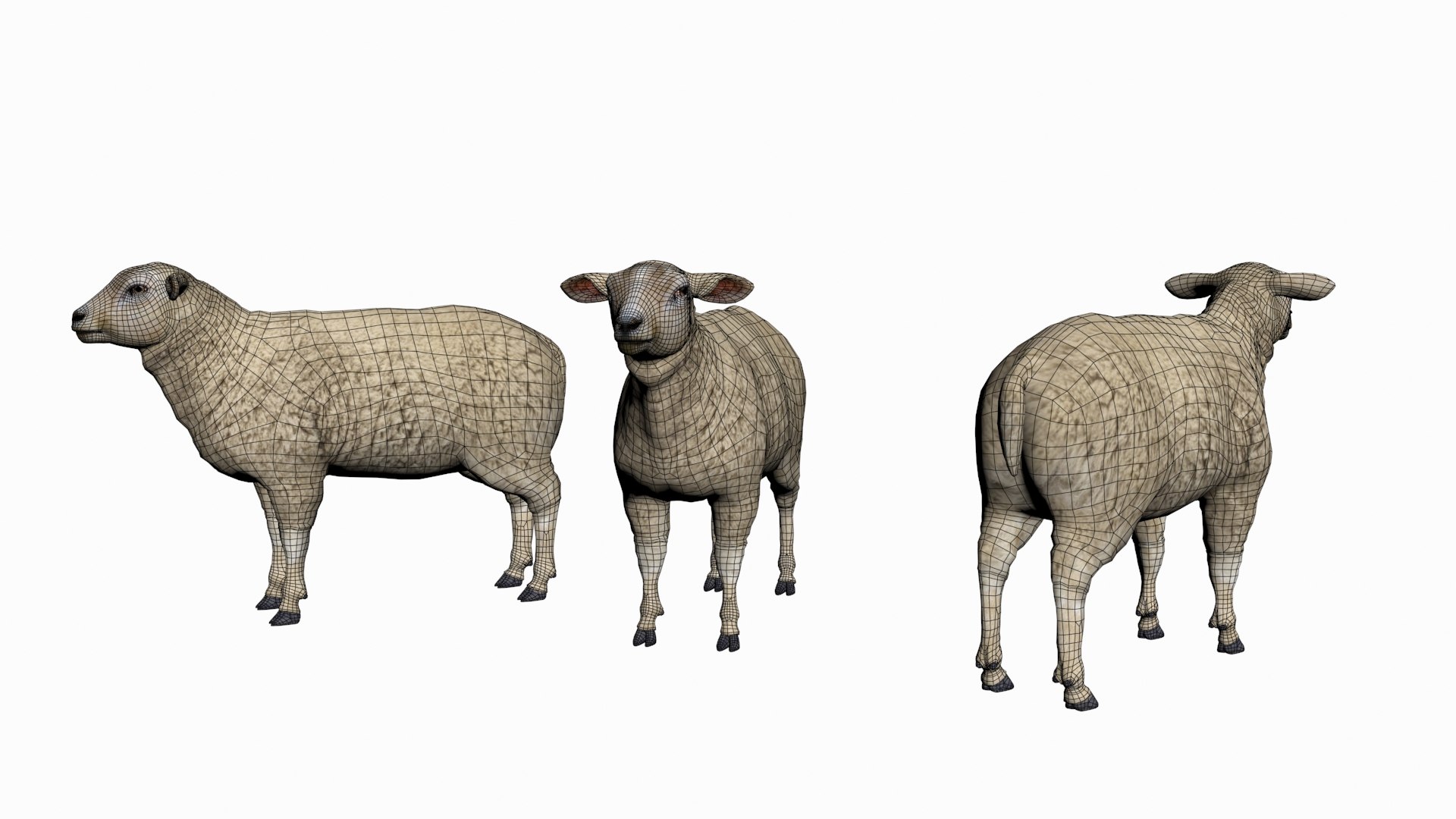 Sheep 3D Model - TurboSquid 1759197