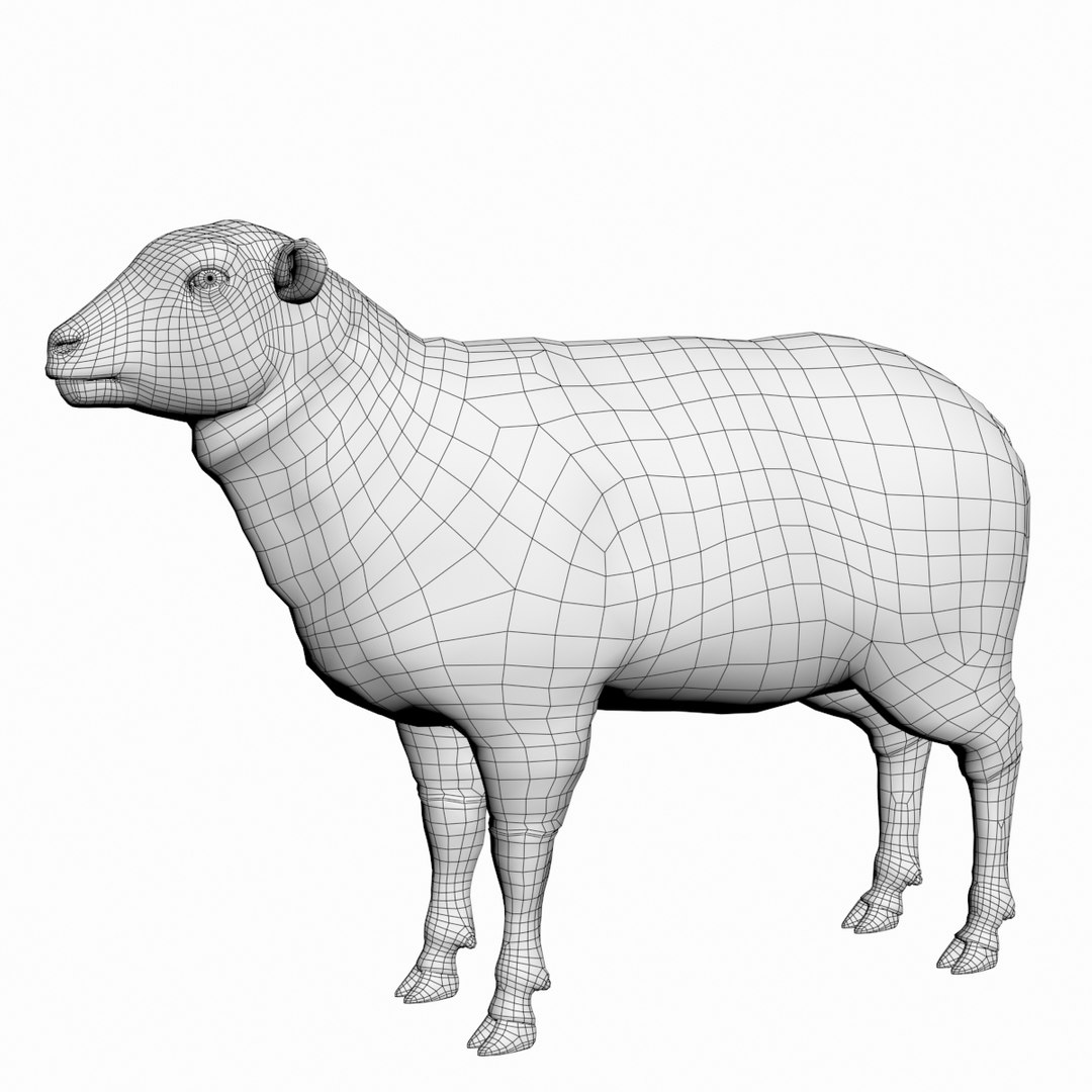 Sheep 3D Model - TurboSquid 1759197