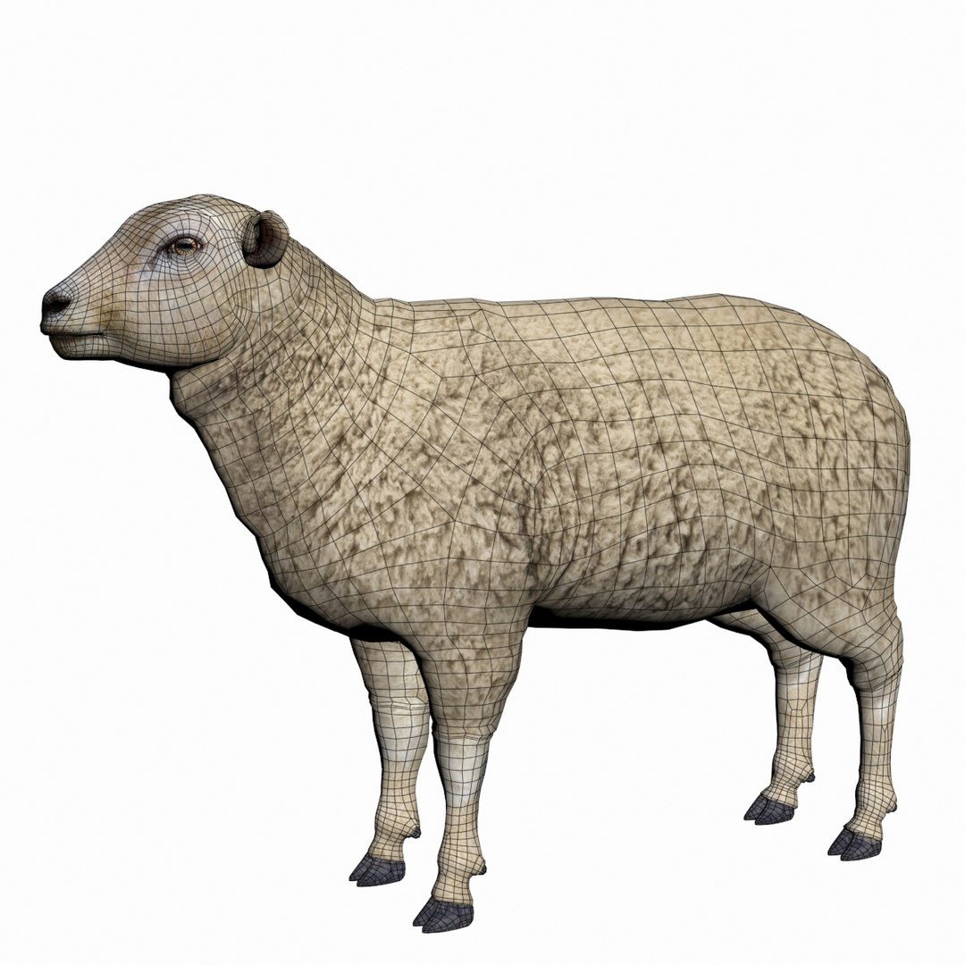 Sheep 3D Model - TurboSquid 1759197