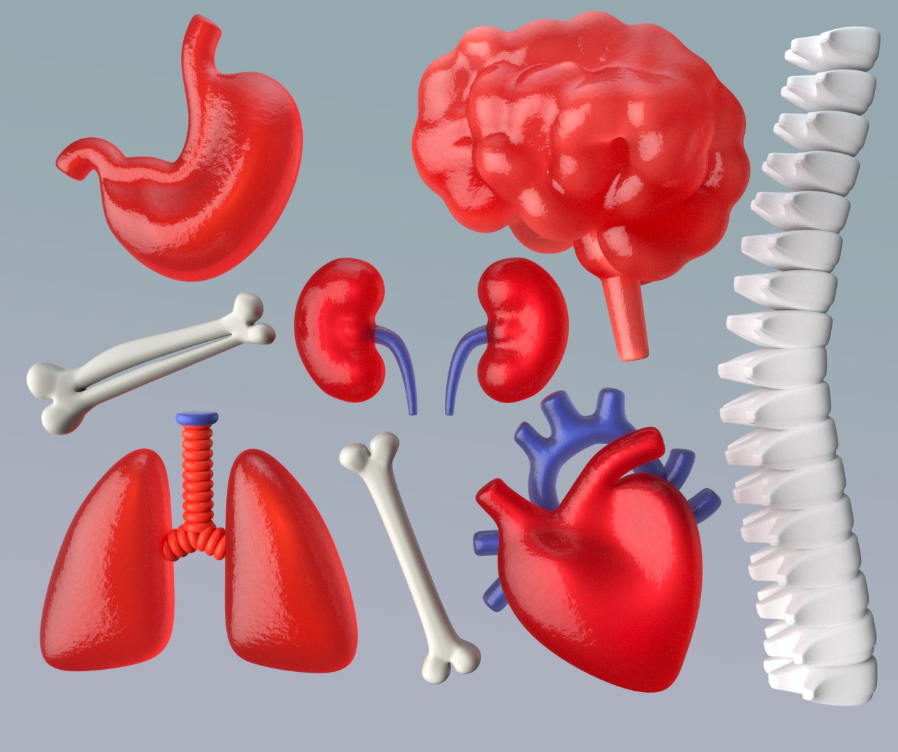 Simple Anatomy Brain 3D Model - TurboSquid 1493676