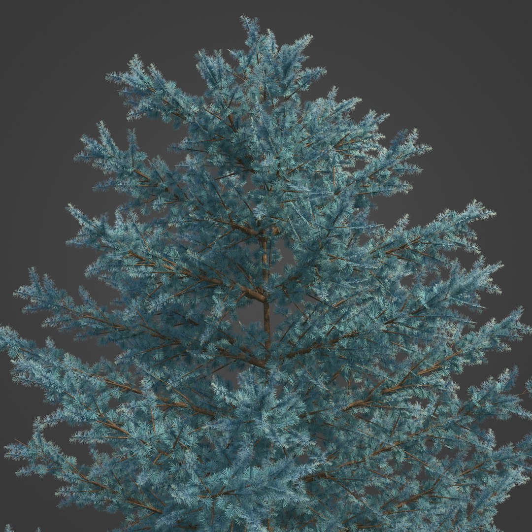 2021 PBR Atlas Cedar Collection - Cedrus Atlantica 3D - TurboSquid 1749185