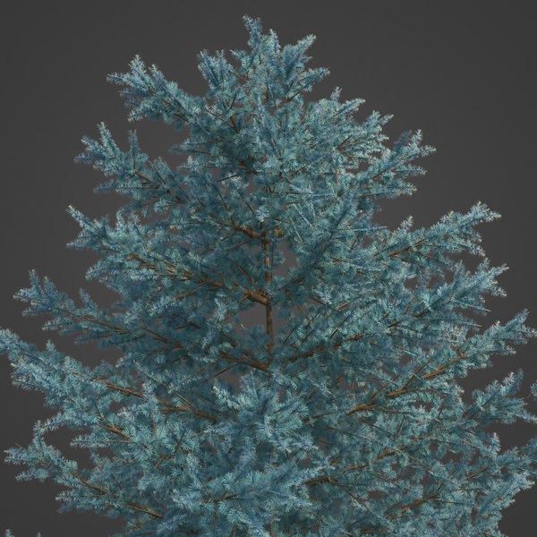 Cedar 3D Models for Download | TurboSquid