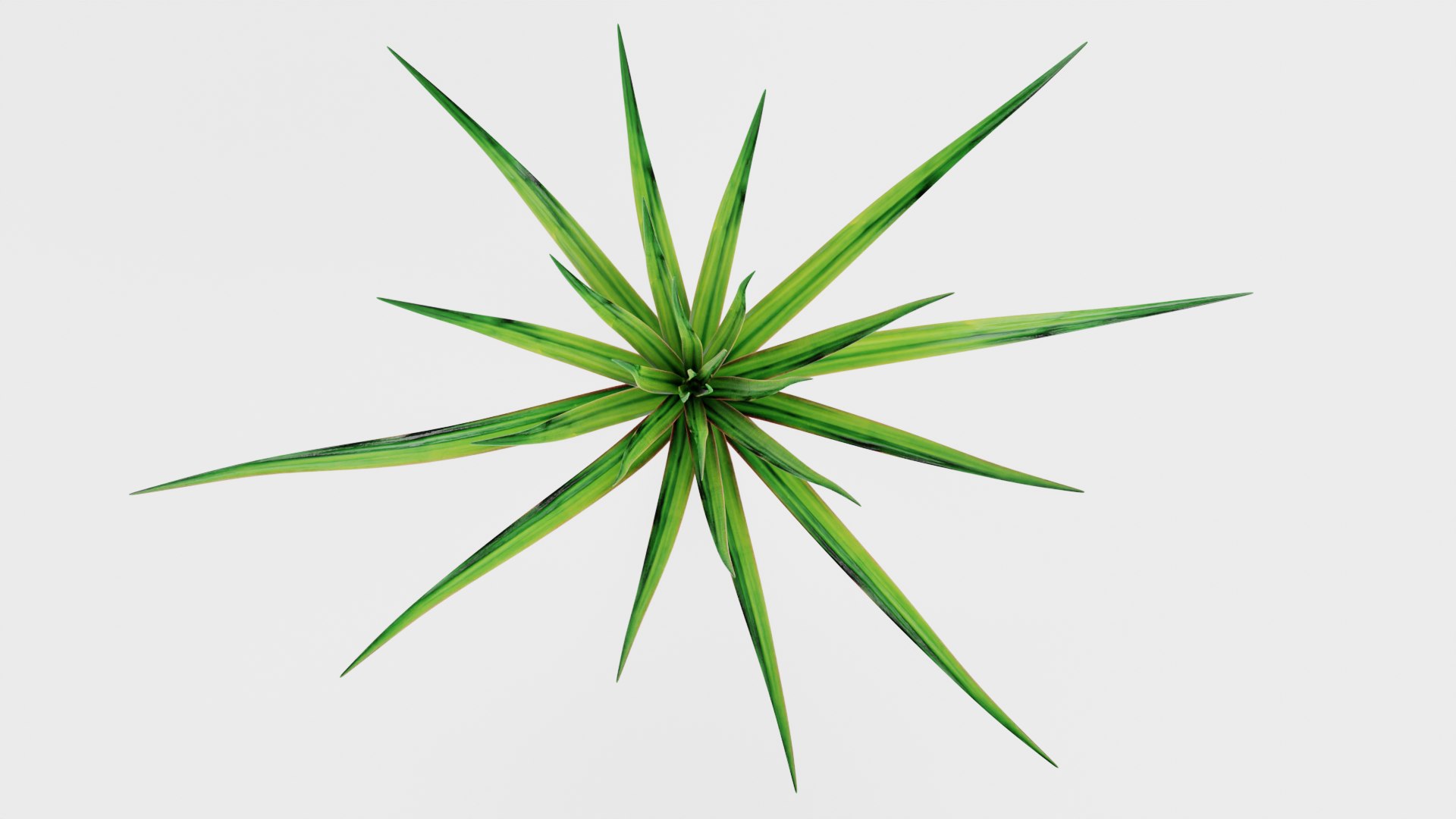 Dracena 1 3D Model - TurboSquid 1893988