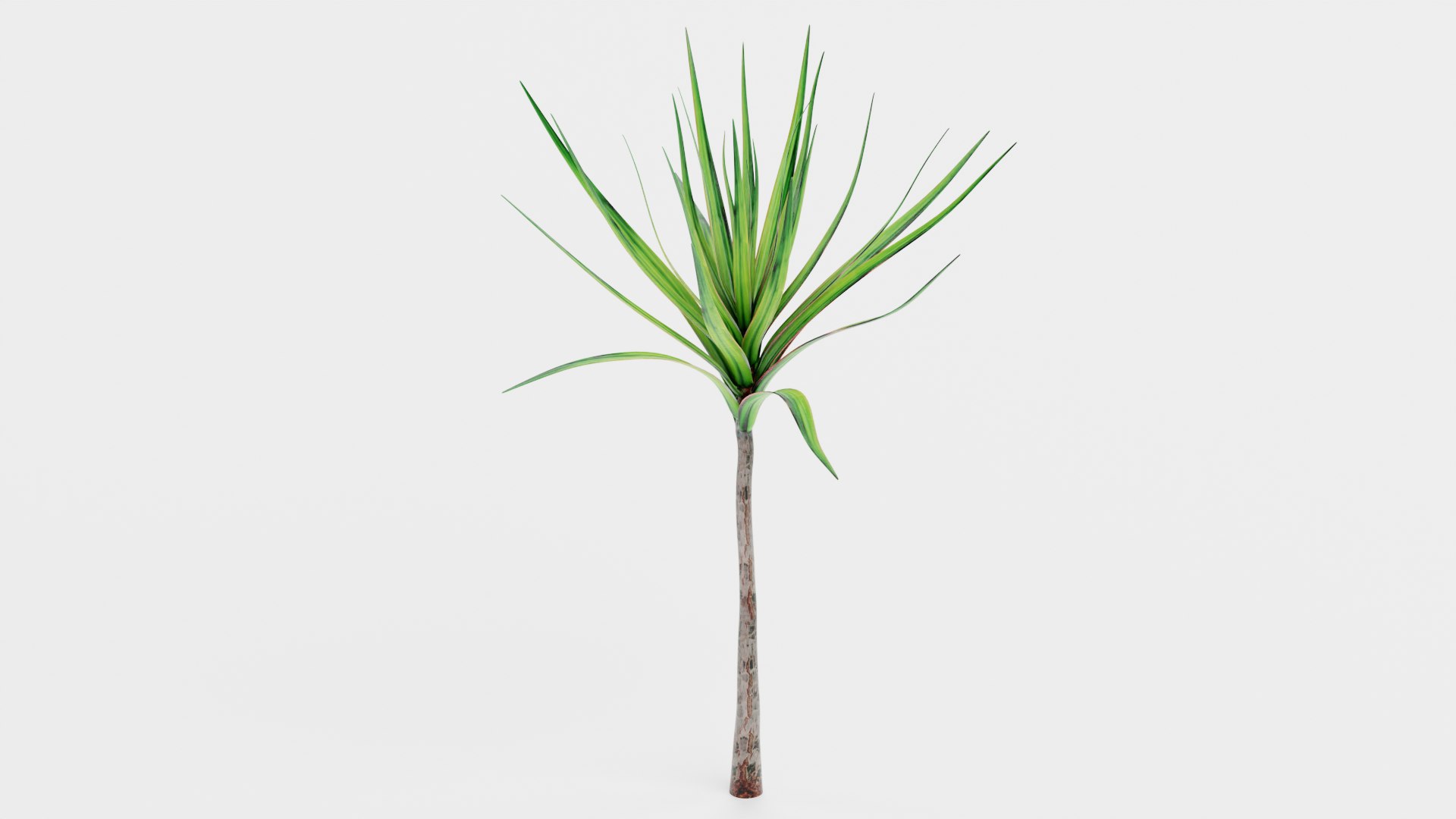 Dracena 1 3D Model - TurboSquid 1893988