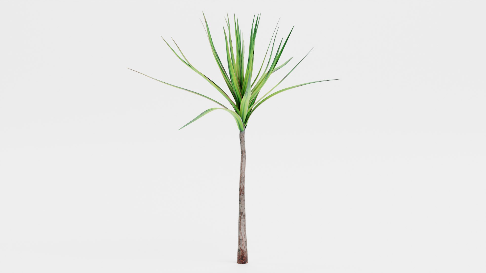 Dracena 1 3D Model - TurboSquid 1893988