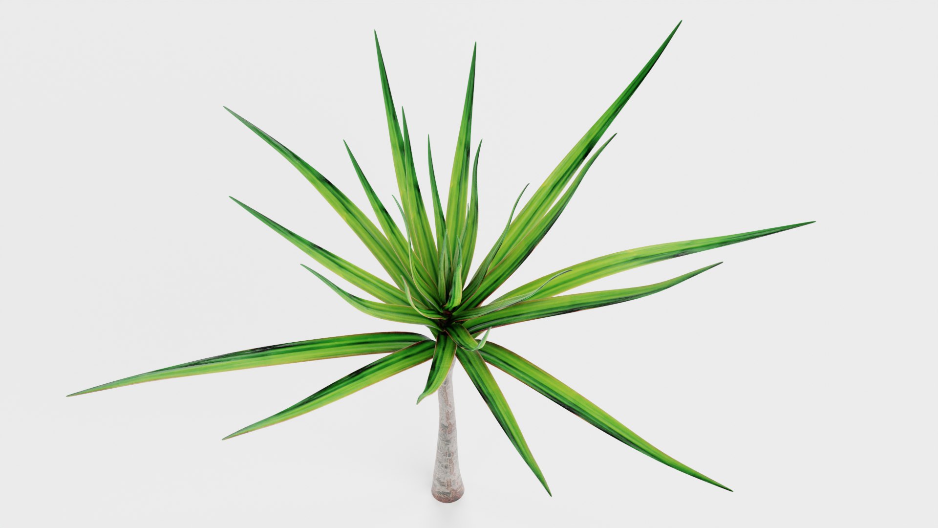 Dracena 1 3D Model - TurboSquid 1893988