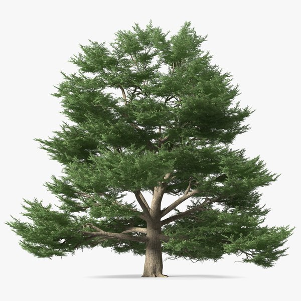 Free 3D Cedar-Tree Models | TurboSquid