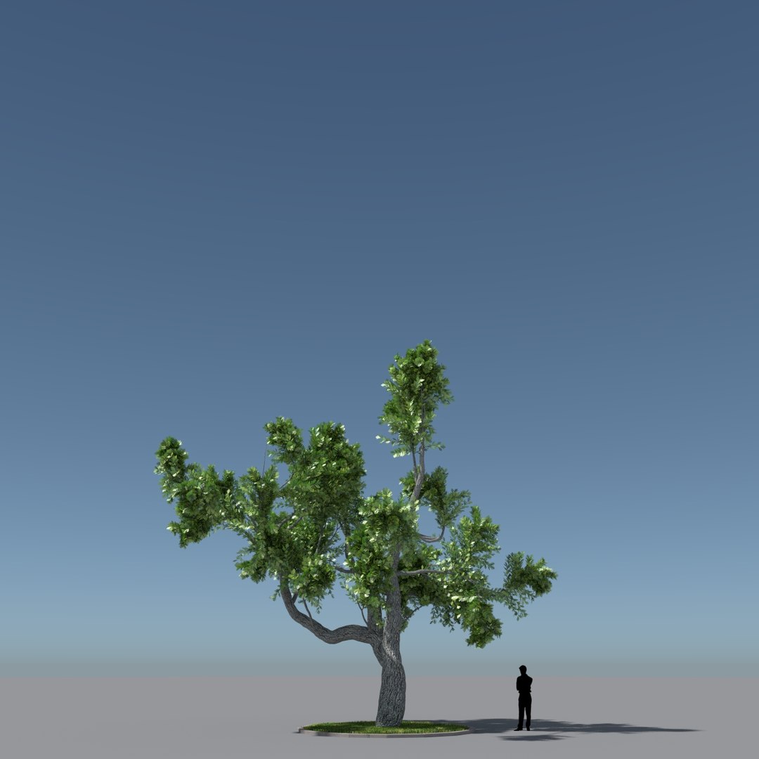 Free Max Model Tree Oak V2