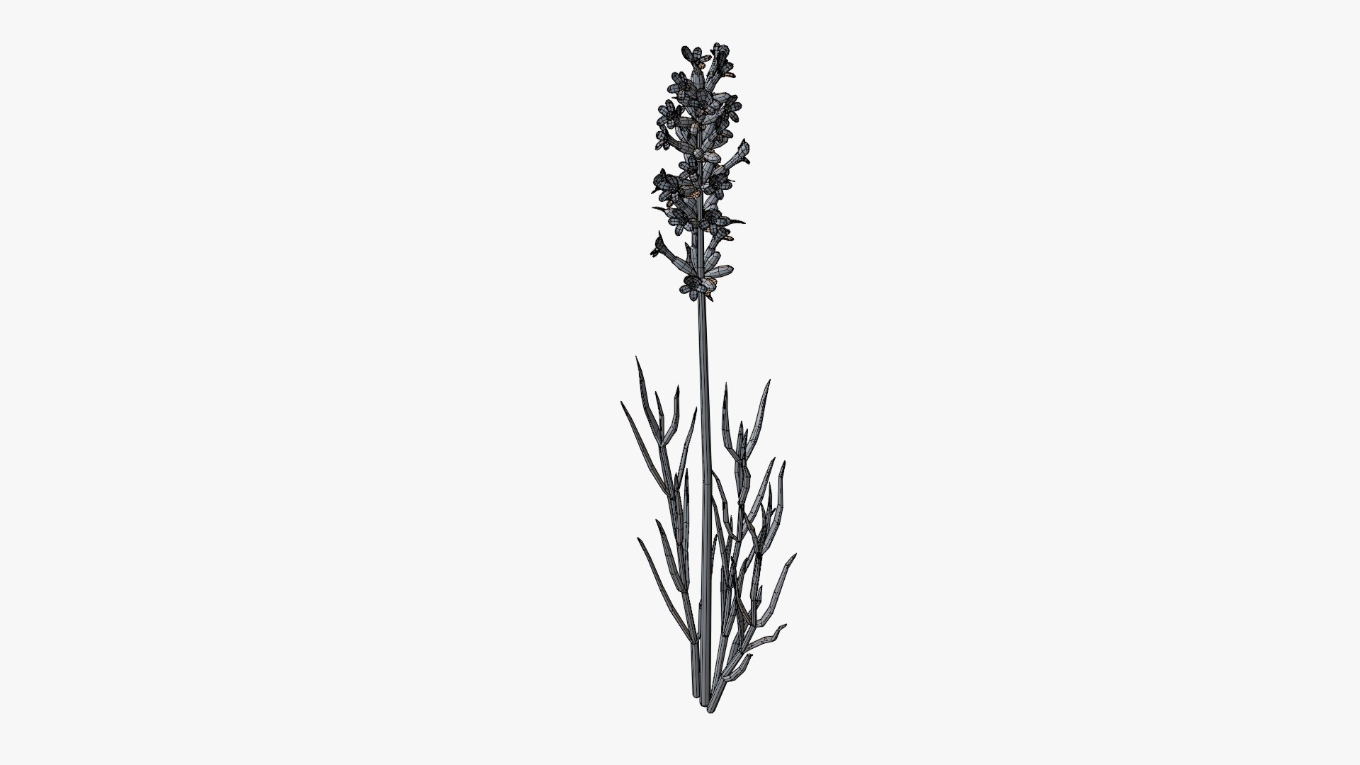 Lavender 3D Model - TurboSquid 2279178