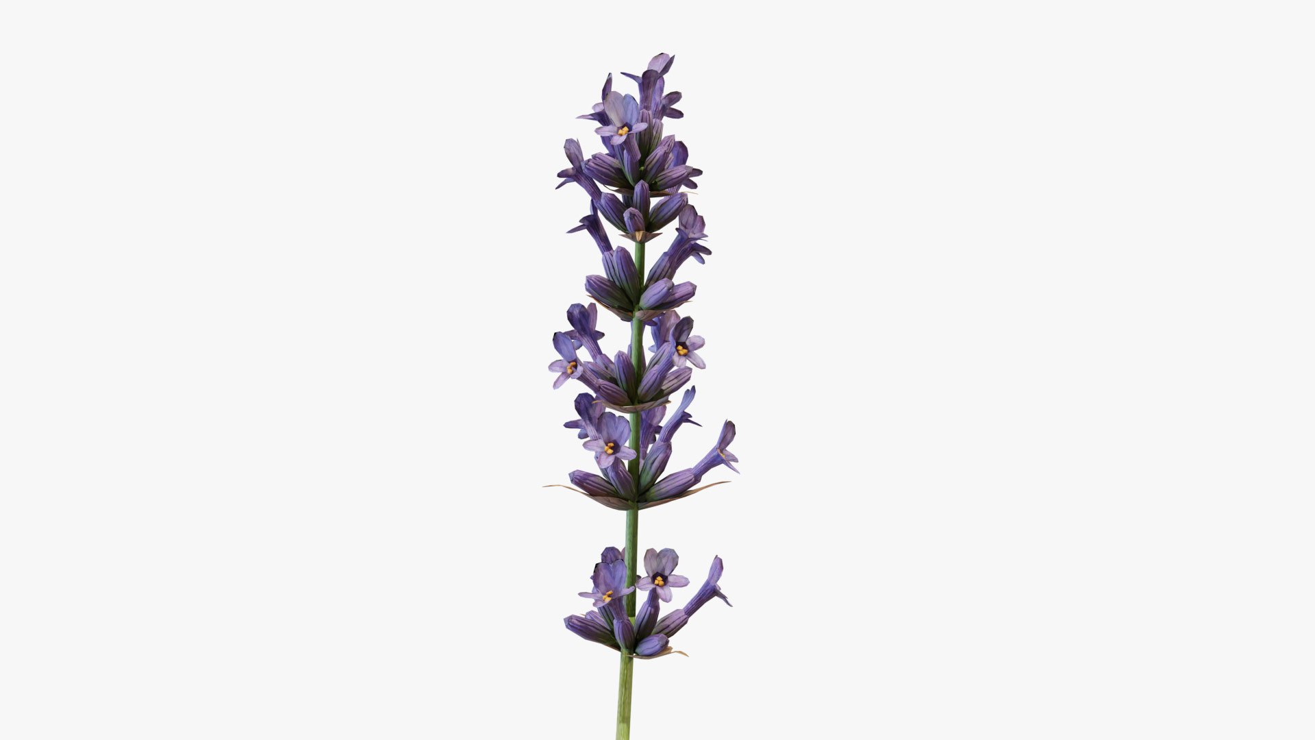Lavender 3D Model - TurboSquid 2279178