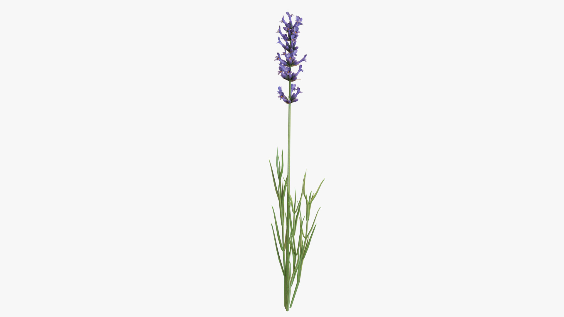 Lavender 3D Model - TurboSquid 2279178