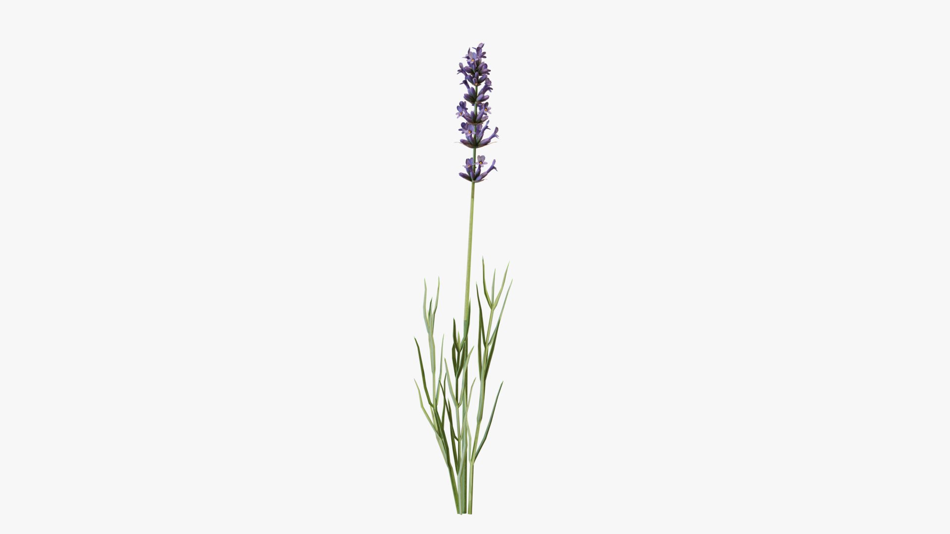 Lavender 3D Model - TurboSquid 2279178
