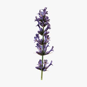 3D Lavender Models - Browse & Download Formats - TurboSquid