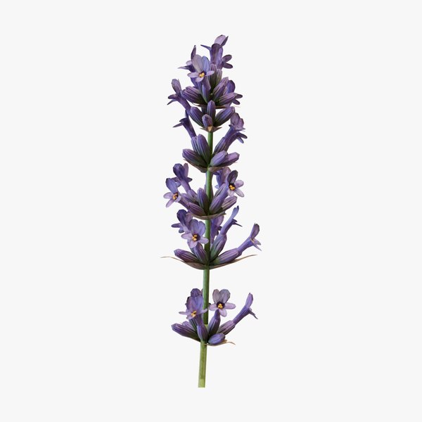 modelo 3d Lavanda - TurboSquid 2279178